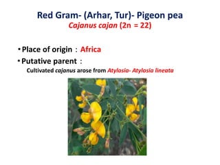 Pulses redgram - Botanical features and economic importance | PPT