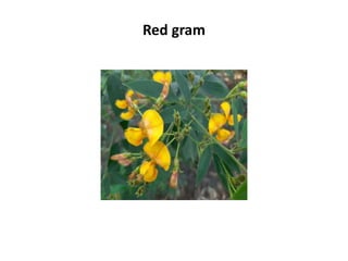 Sugarcane- Introduction to agricultural botany | PPT