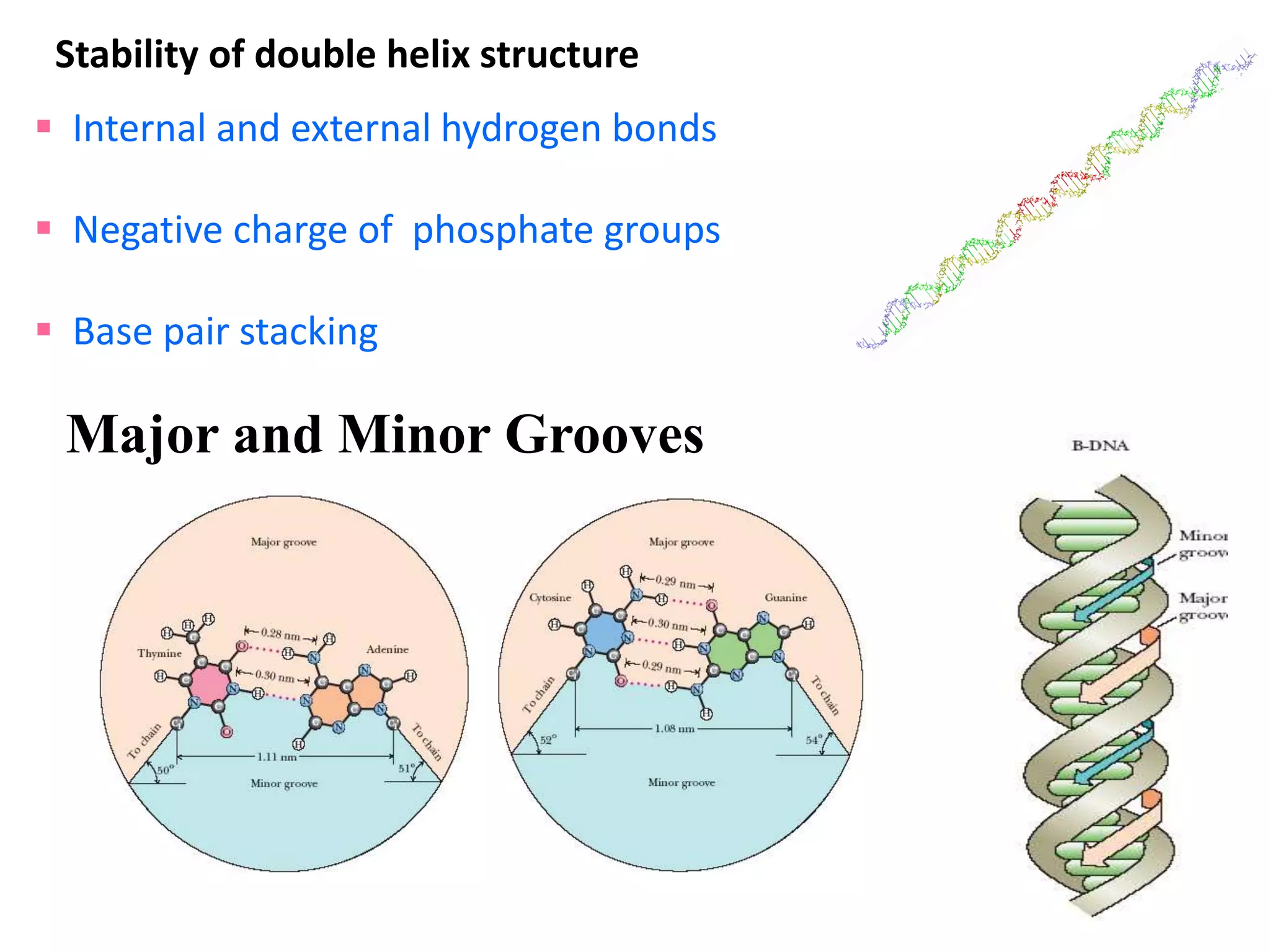 DNA structure - double helix structure | PPTX