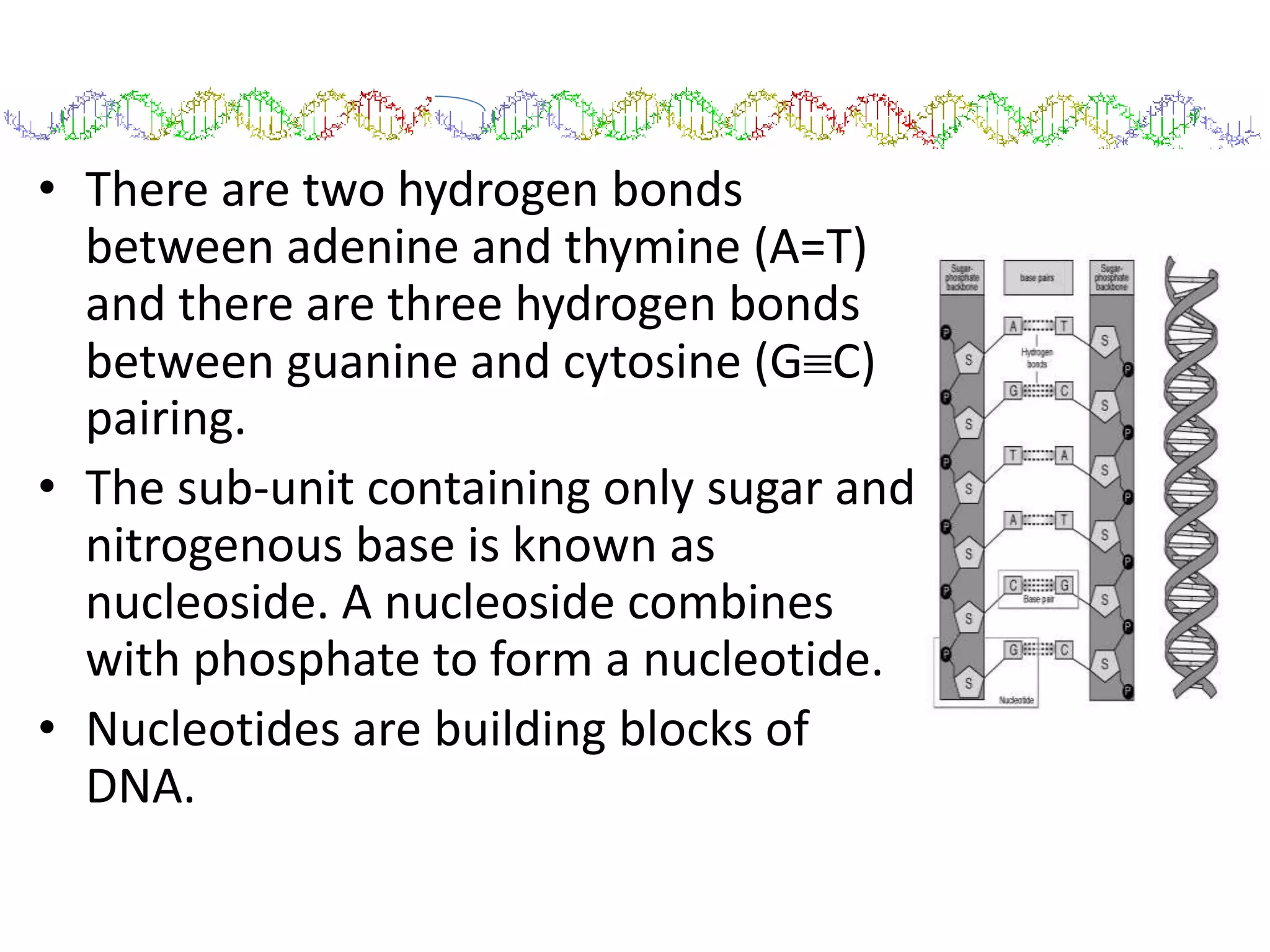 DNA structure - double helix structure | PPTX
