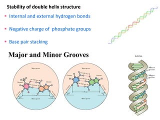 DNA structure - double helix structure | PPTX