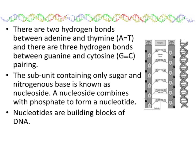 DNA structure - double helix structure | PPTX