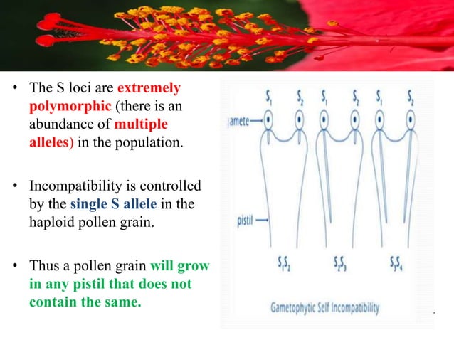 Self Incompatibility Barriers | PPTX | Gardening | Home & Garden