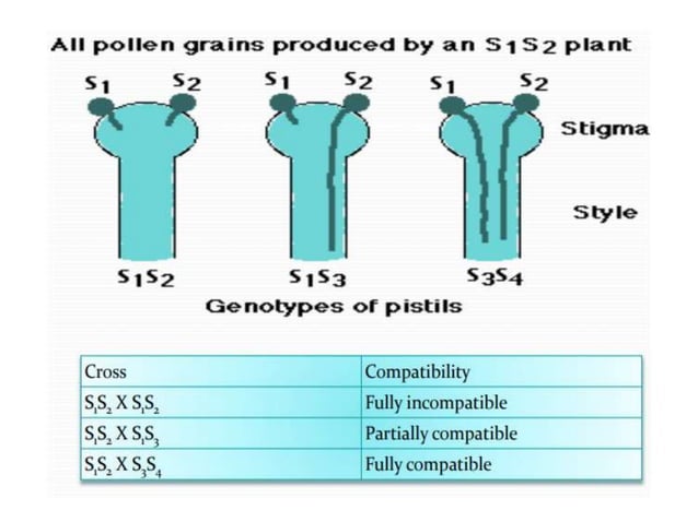 Self Incompatibility Barriers | PPTX | Gardening | Home & Garden