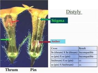 Self Incompatibility Barriers | PPTX