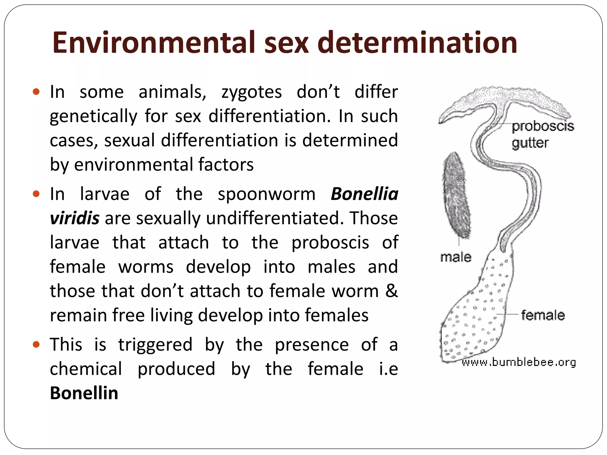 Environmental Control Sex Determination Pptx