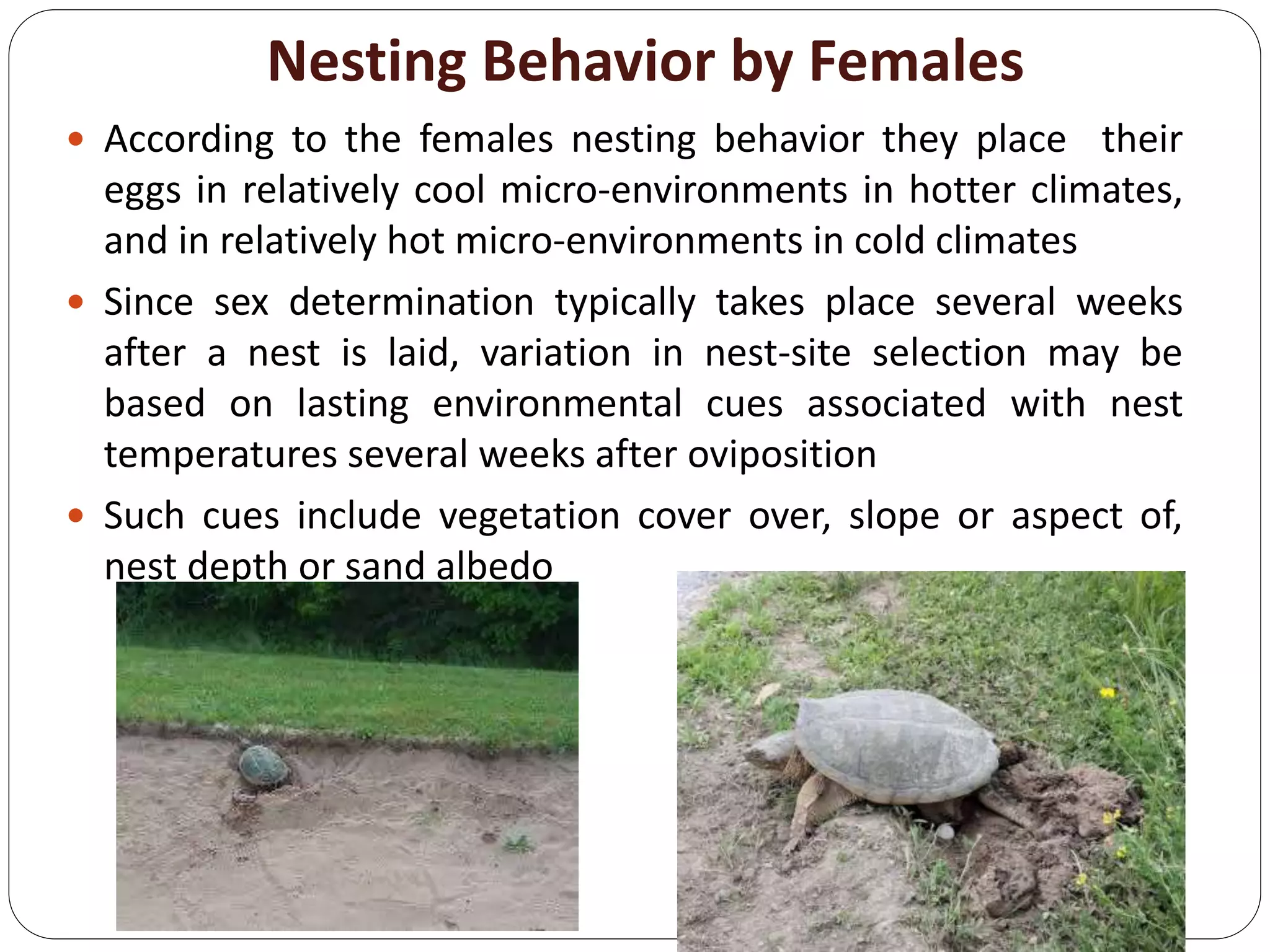 Environmental Control Sex Determination Pptx Reproductive Health