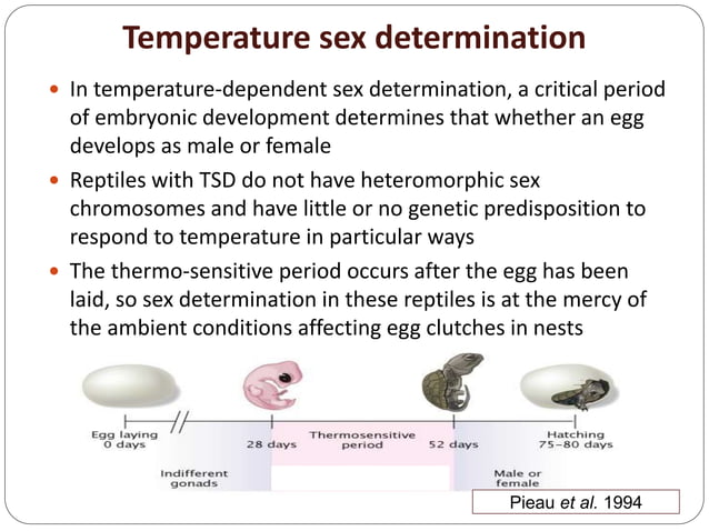 Environmental Control Sex Determination Pptx Reproductive Health Diseases And Conditions