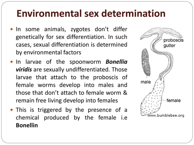 Environmental Control Sex Determination