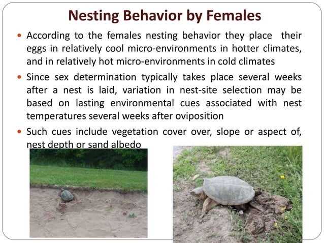 Environmental Control Sex Determination