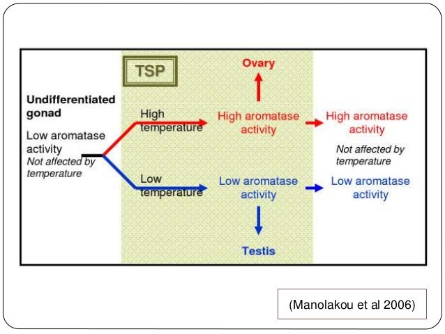 Environmental Control Sex Determination