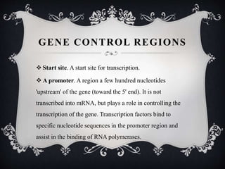 Modern Concept of Gene | PPTX