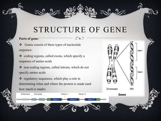 Modern Concept of Gene | PPTX
