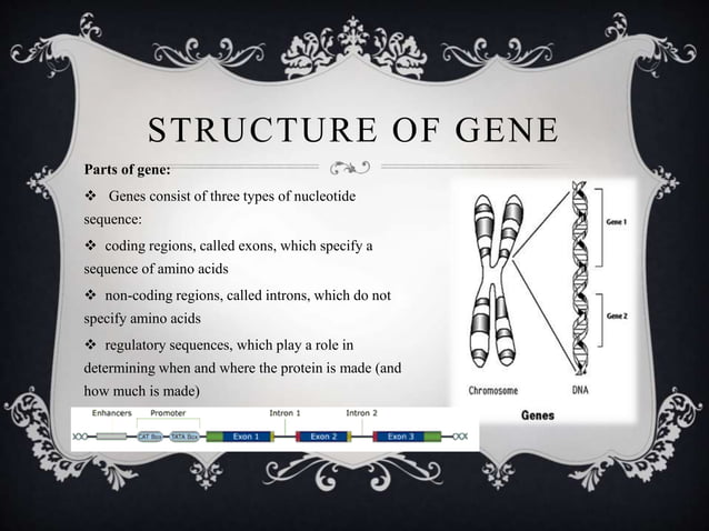 Modern Concept of Gene | PPTX