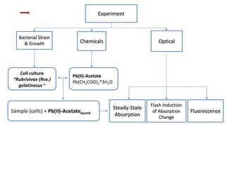 Lead Uptacke [Pb(ii)-acetate] | PPT
