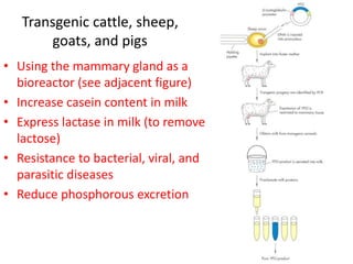 PBIO4500 Animal Genetic Engineering.ppt