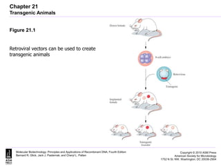 PBIO4500 Animal Genetic Engineering.ppt