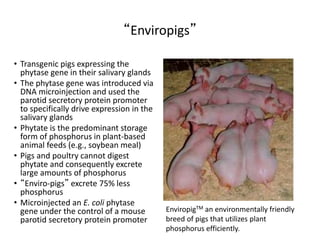 PBIO4500 Animal Genetic Engineering.ppt