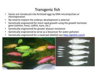 PBIO4500 Animal Genetic Engineering.ppt