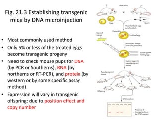 PBIO4500 Animal Genetic Engineering.ppt