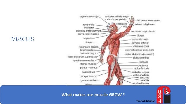 pbkspeak-muscle.pptx