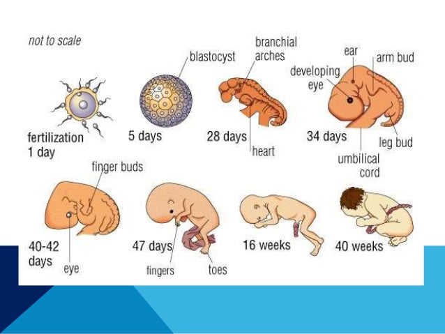 Female Reproductive System Evolution Chart The Female Reproductive
