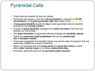 Histology of cerebral cortex | PPTX