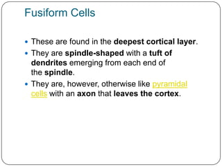 Histology of cerebral cortex | PPTX