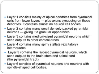 Histology of cerebral cortex | PPTX