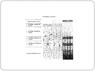 Histology of cerebral cortex | PPTX