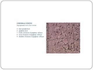 Histology of cerebral cortex | PPTX