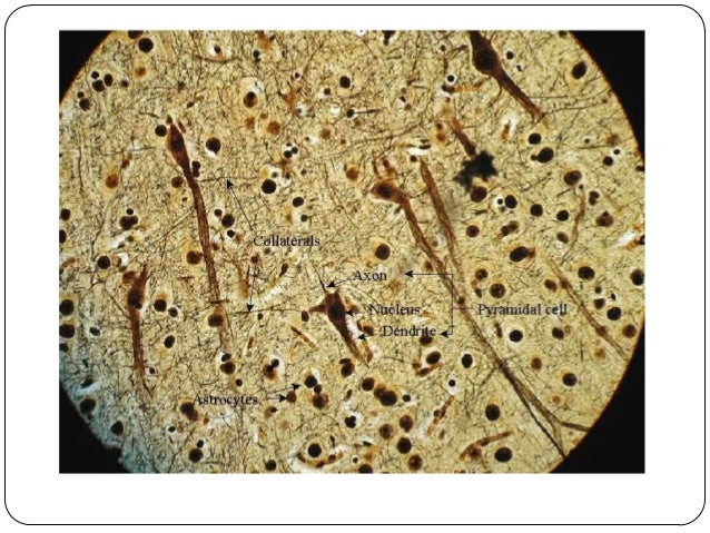 Histology of cerebral cortex