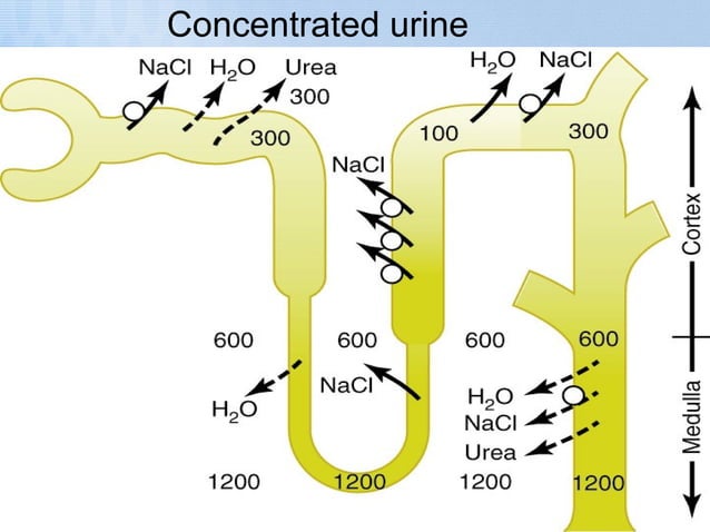 urine osmolarity | PPT