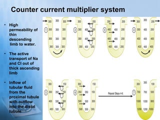urine osmolarity | PPT