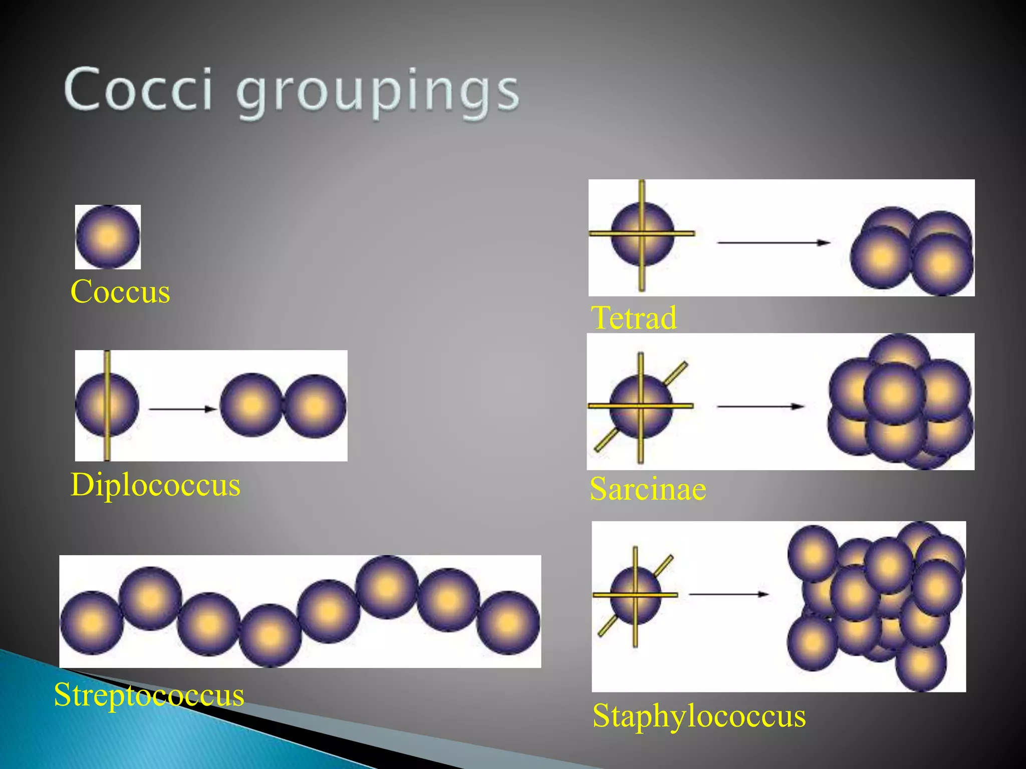 PBl 1 -pod1 : the morphology of cooci and its effect on the body ...