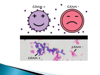 PBl 1 -pod1 : the morphology of cooci and its effect on the body ...