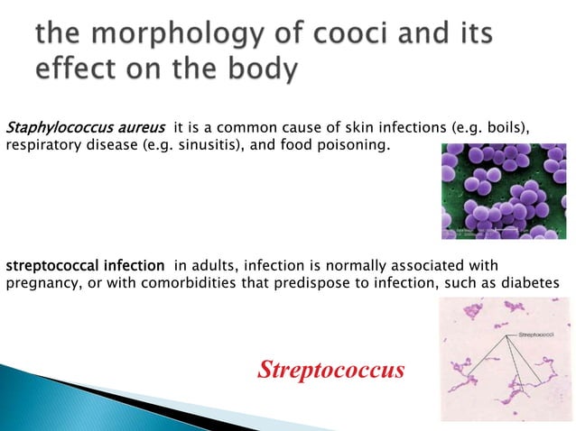 PBl 1 -pod1 : the morphology of cooci and its effect on the body ...