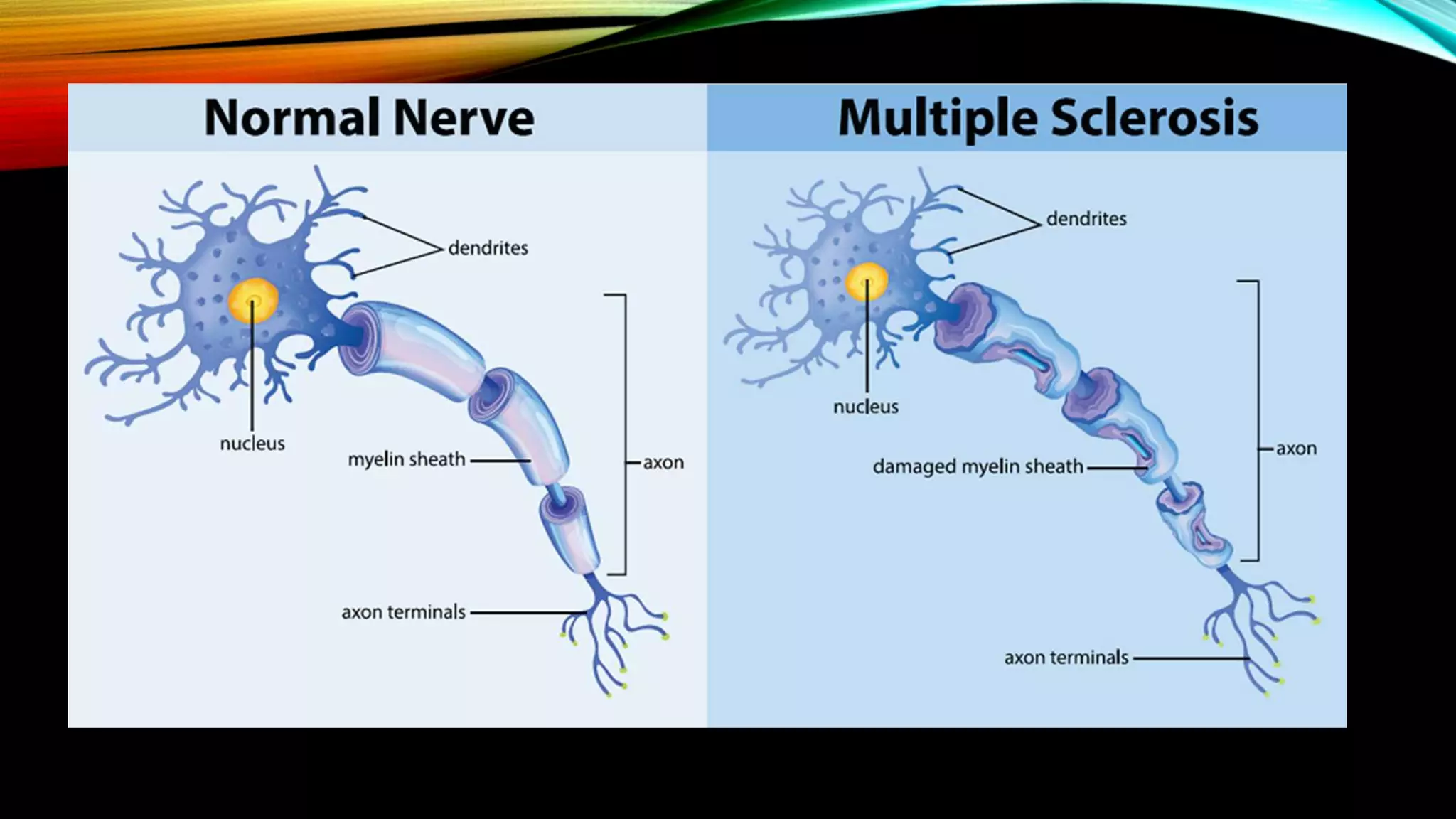 neuroglial cells | PPTX