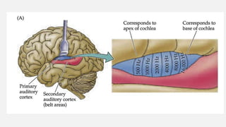 pbl2-mechanismofhearing-190309111731.pdf