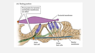 pbl2-mechanismofhearing-190309111731.pdf