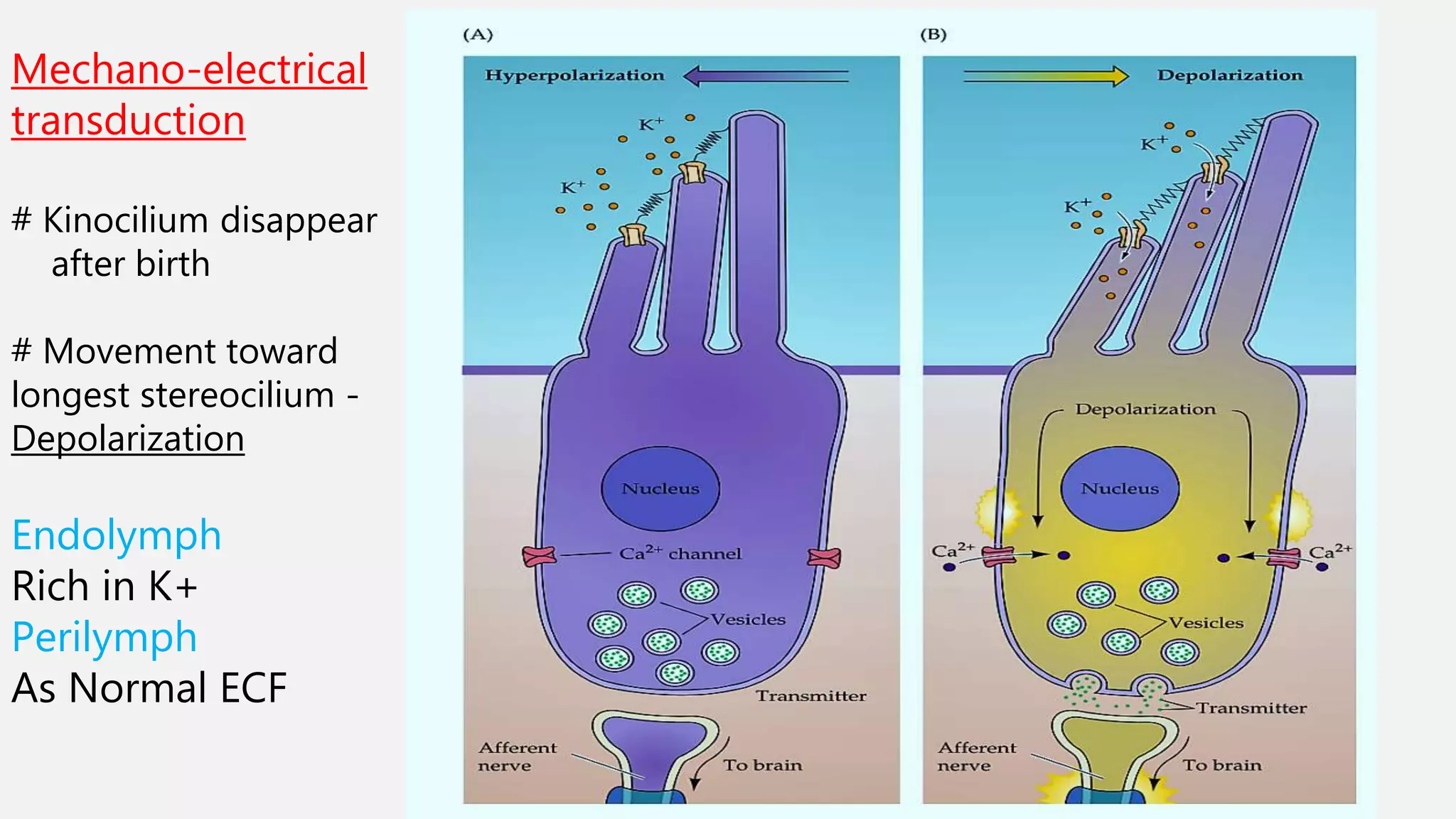mechanism of hearing | PPTX
