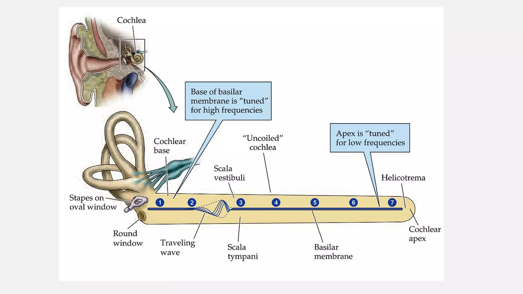mechanism of hearing | PPTX