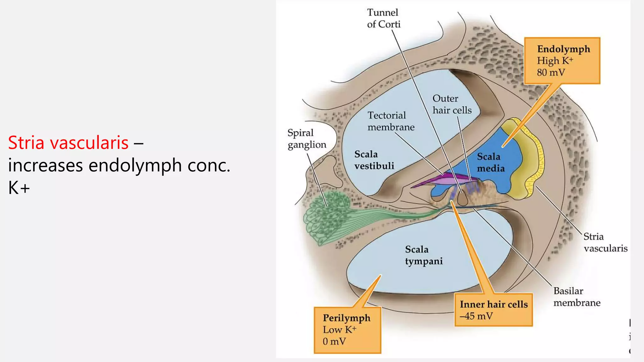 mechanism of hearing | PPTX