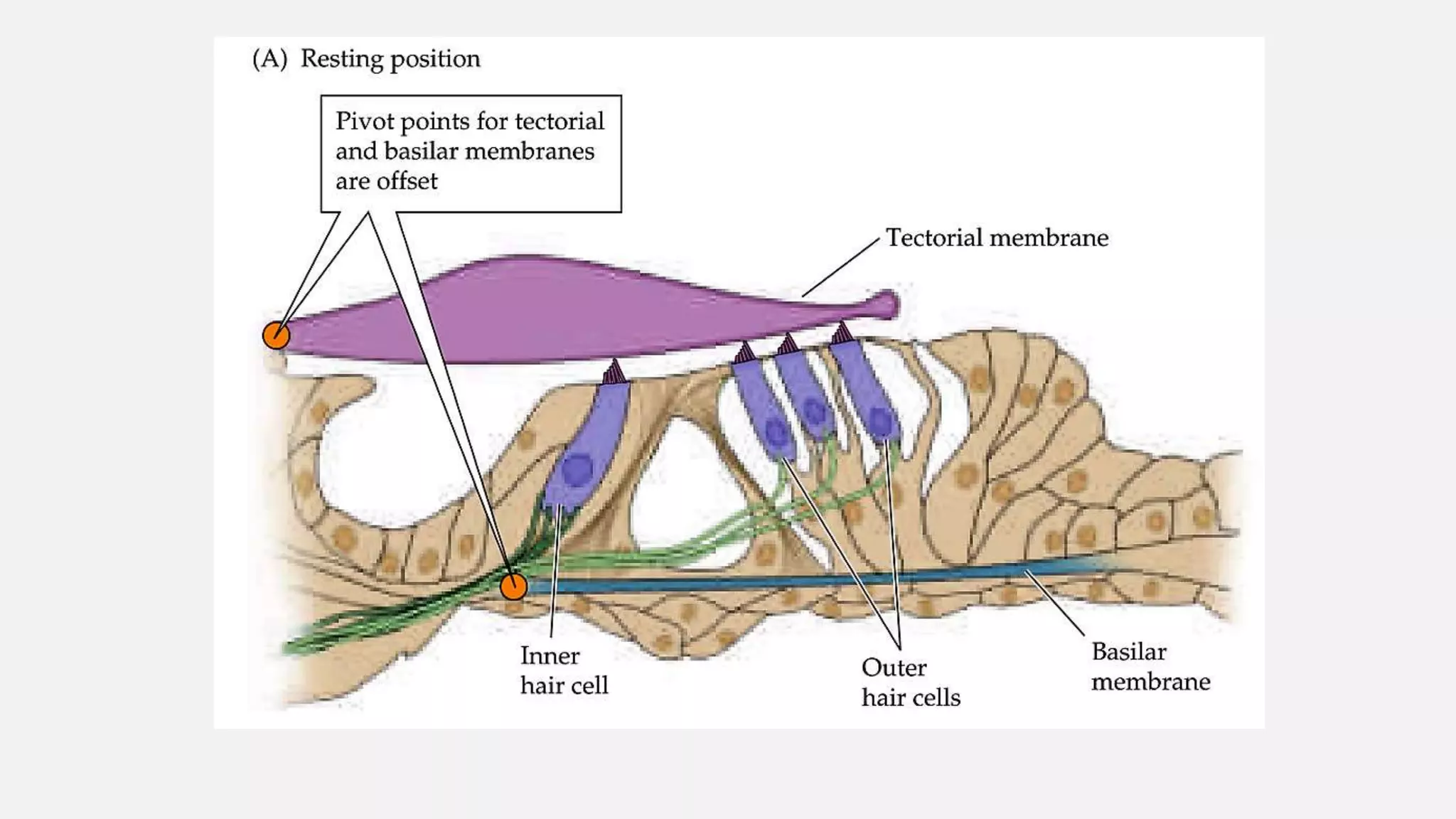 mechanism of hearing | PPTX
