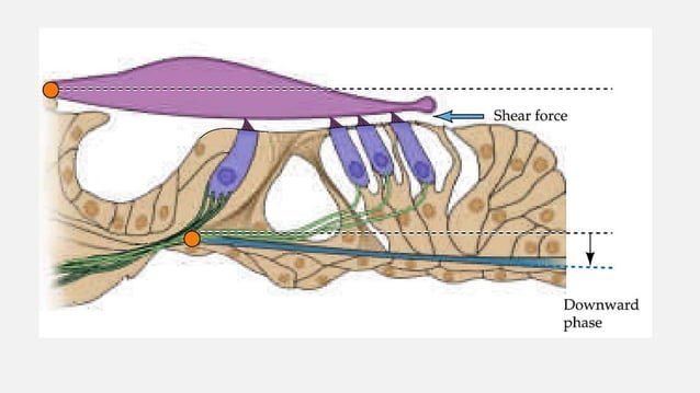 mechanism of hearing | PPTX