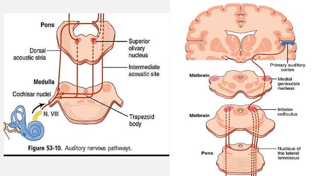 mechanism of hearing | PPTX