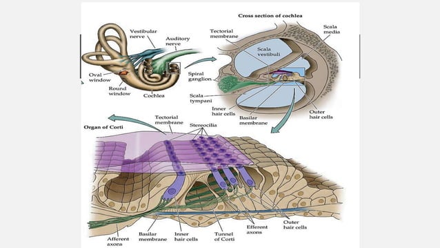 mechanism of hearing | PPTX