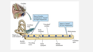 mechanism of hearing | PPTX