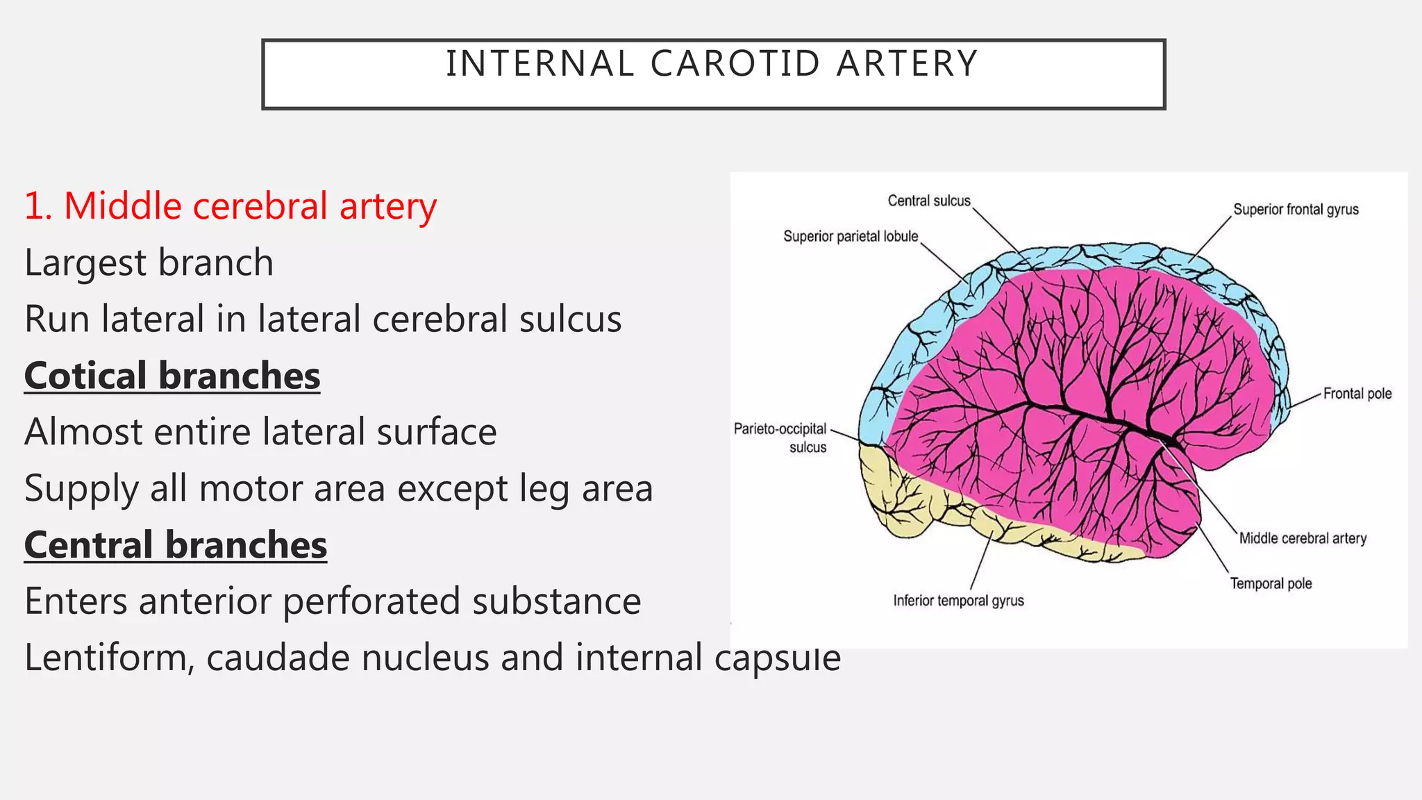 Pbl 2 vascular supply of cerebrum | PPTX