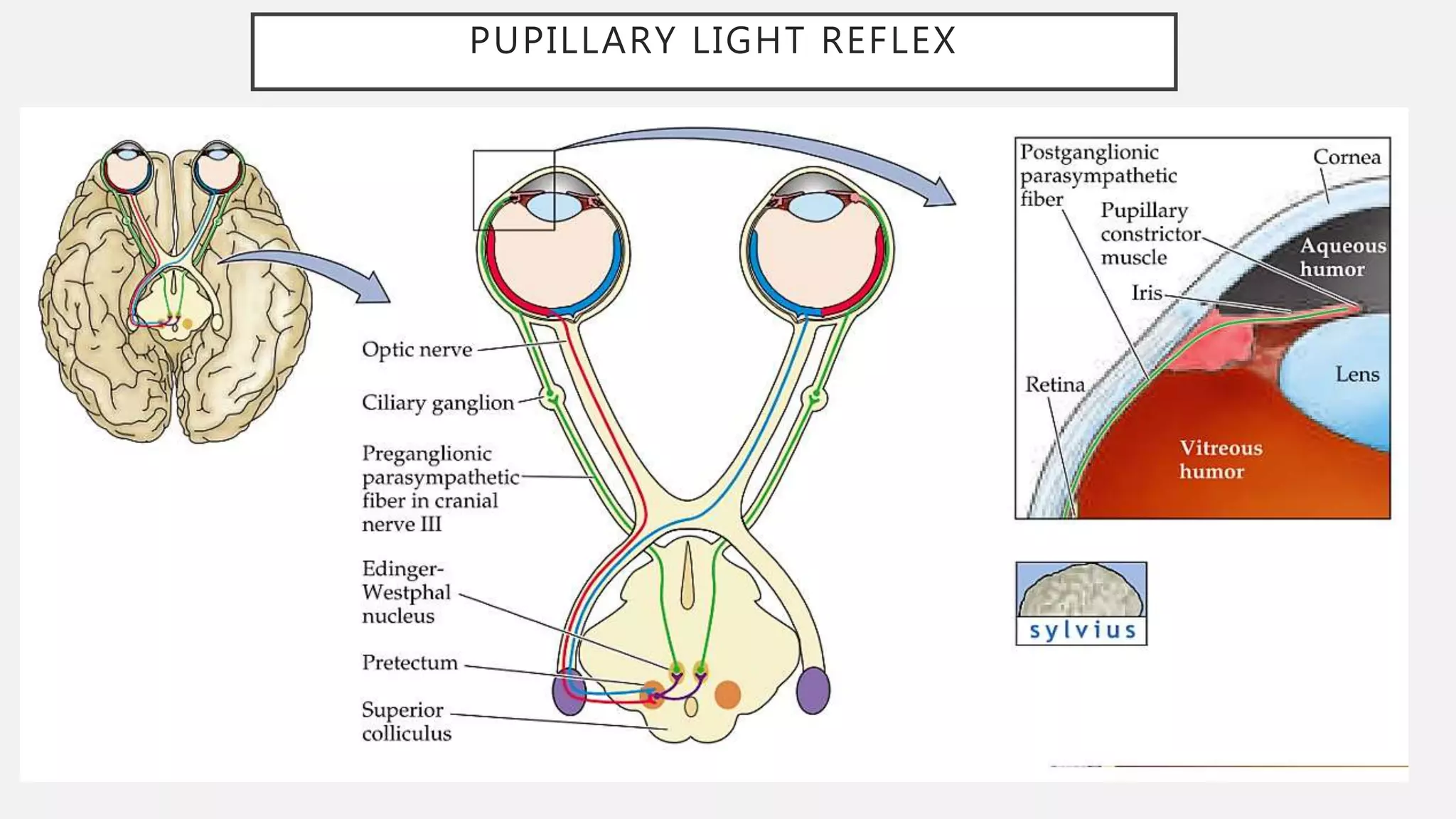 visual pathways | PPTX